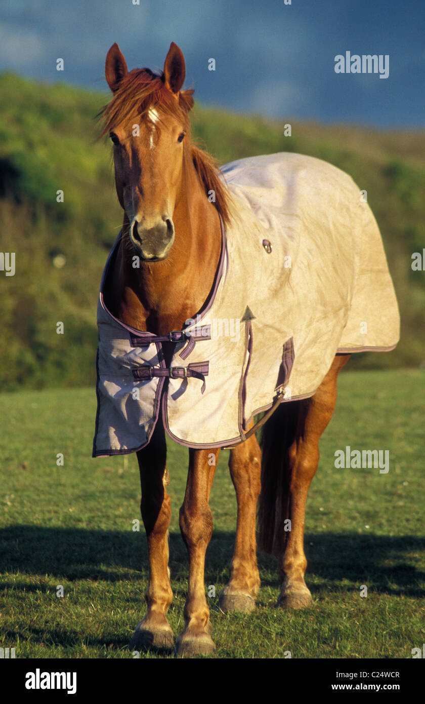 horse in field wearing blanket Stock Photo - Alamy