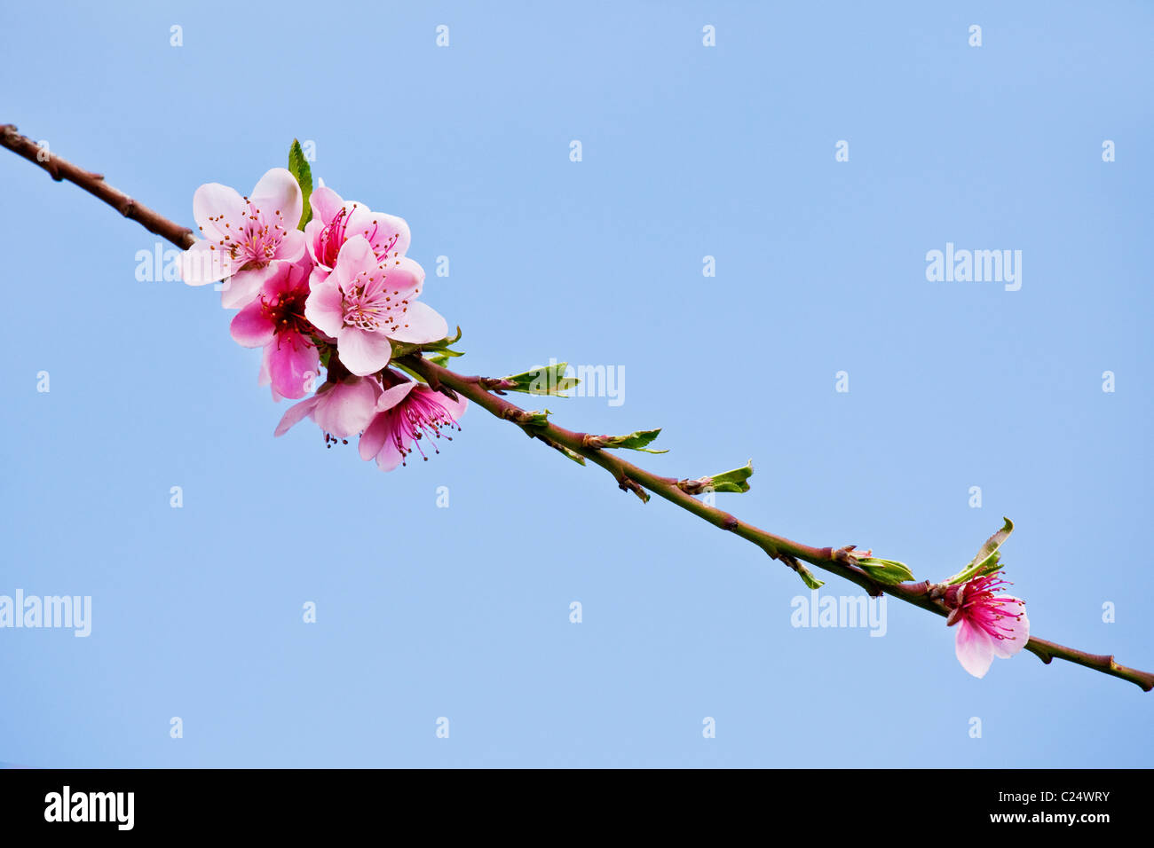 Nectarine blossom pollination hi-res stock photography and images - Alamy