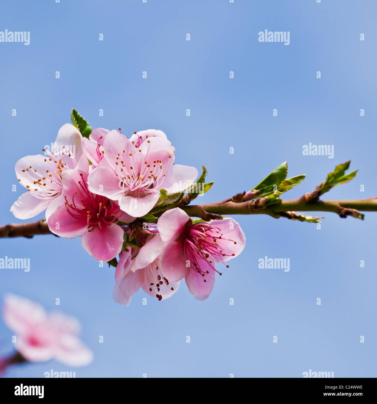 Nectarine blossom pollination hi-res stock photography and images - Alamy