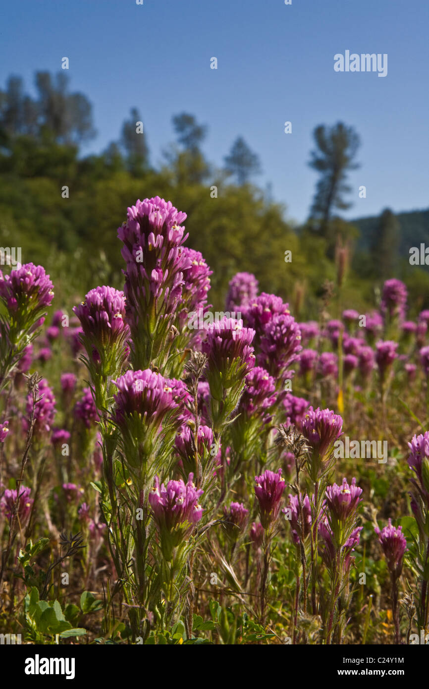 OWLS CLOVER blooms in a pasture in a Coastal Range cattle ranch in ...