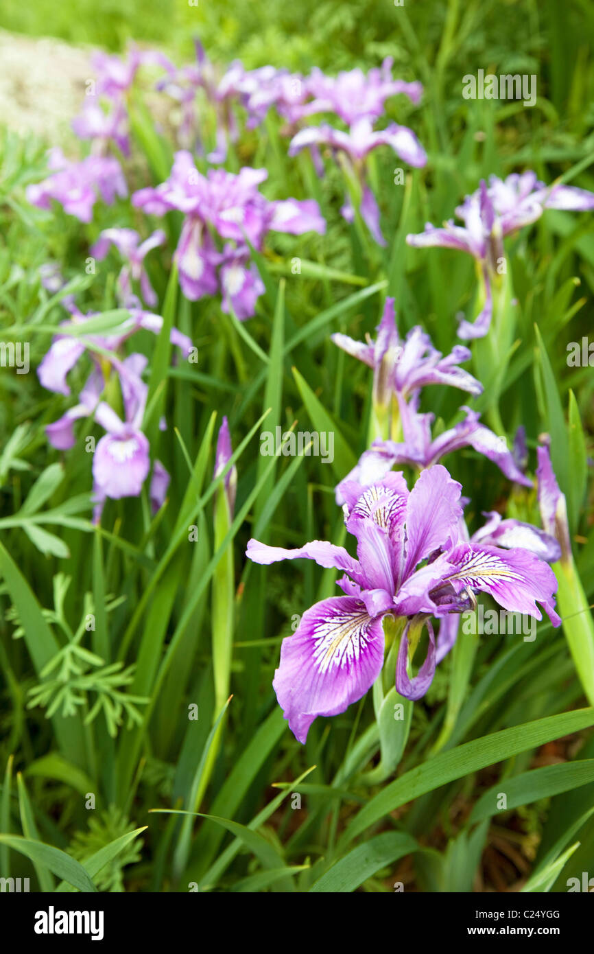 Purple irises in spring growing naturally and wild with beautiful green ...
