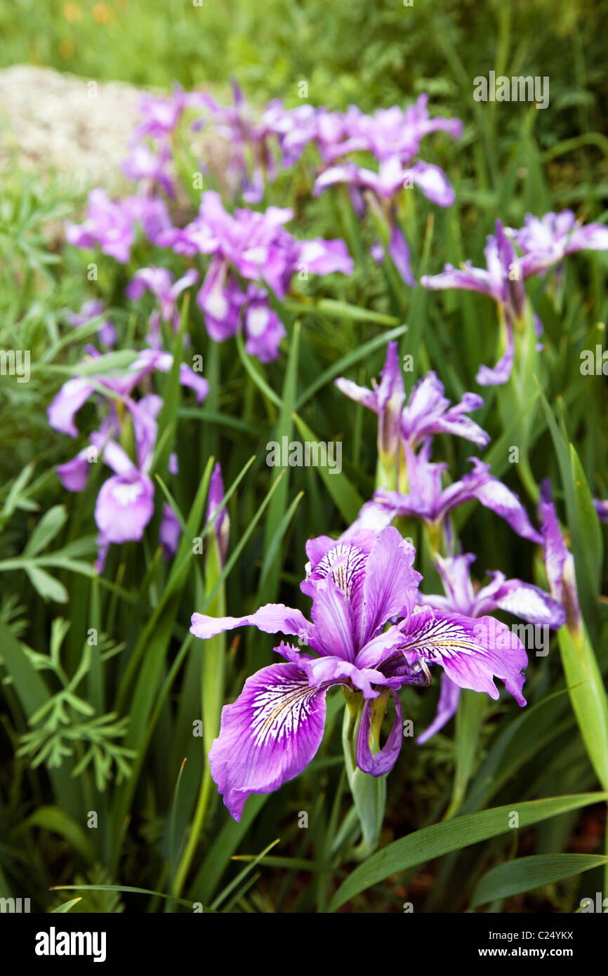 Purple irises in spring growing naturally and wild with beautiful green ...