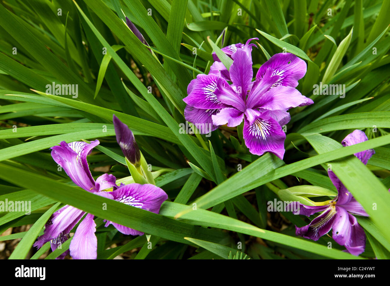 Purple irises in spring growing naturally and wild with beautiful green ...