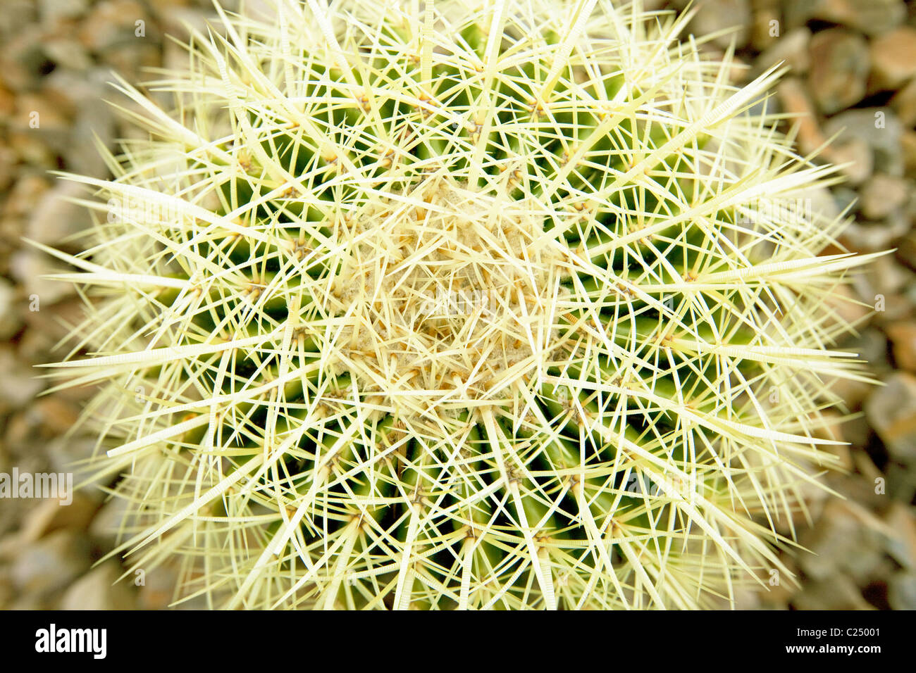 Mexican golden barrel cactus hi-res stock photography and images - Alamy