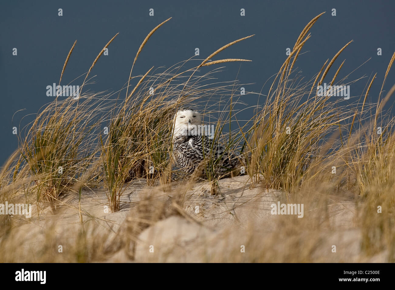 Windy bird hi-res stock photography and images - Alamy