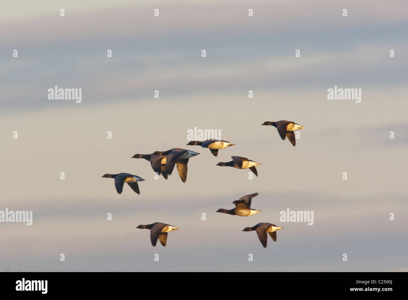 Brant geese hi-res stock photography and images - Alamy