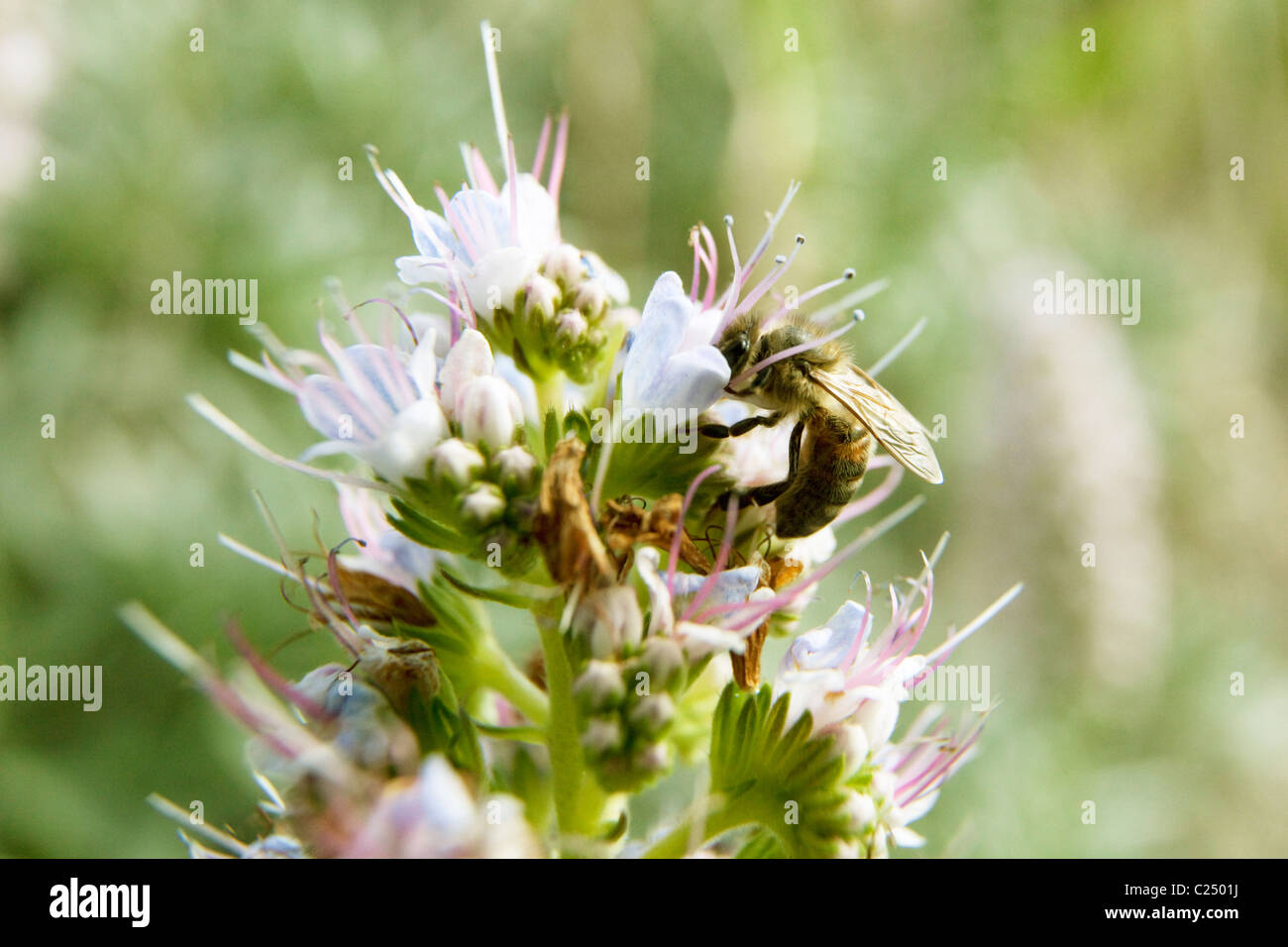 European honey bee collecting pollen from flowers Stock Photo - Alamy