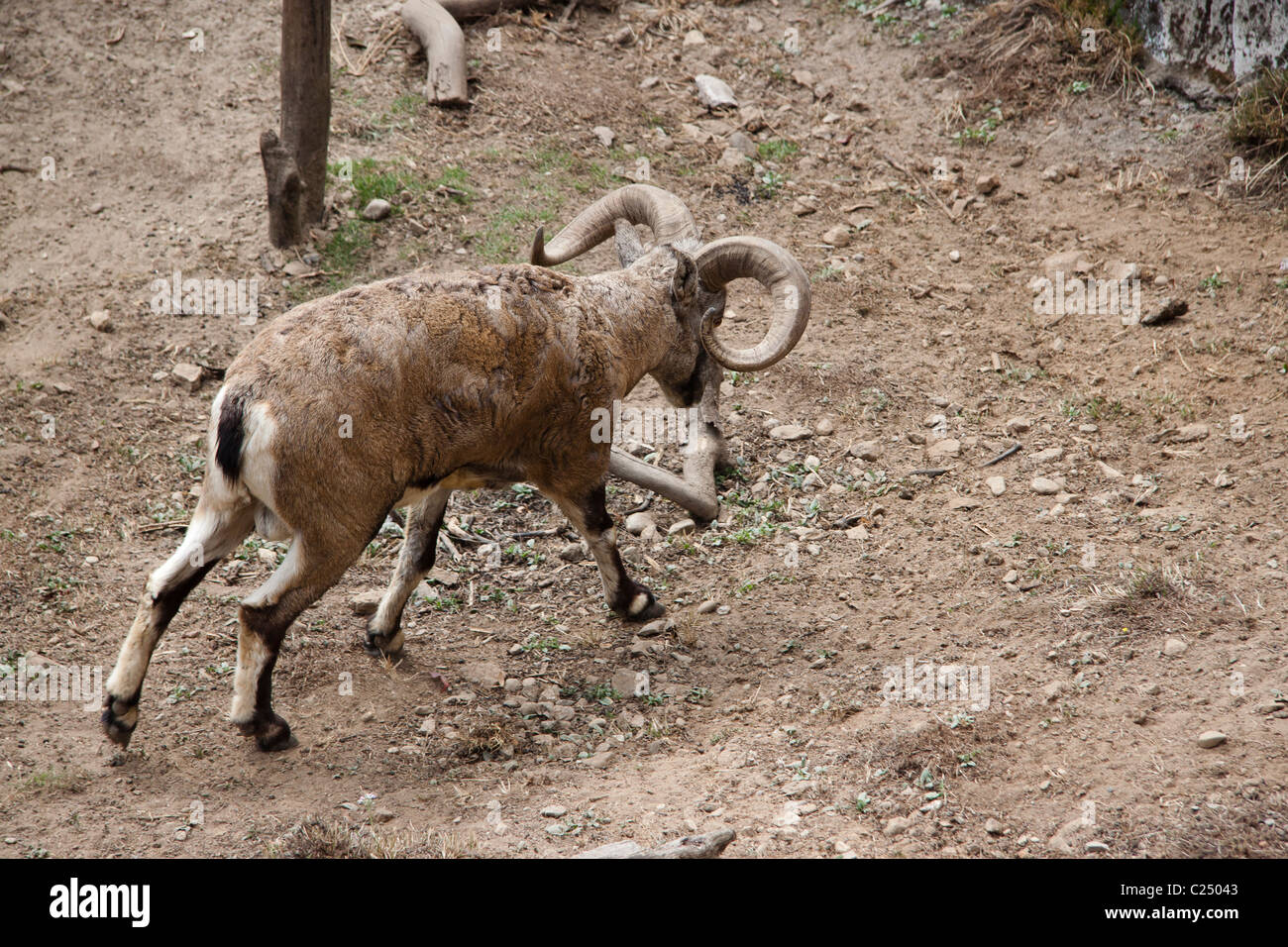 Bharal Himalayan Blue Sheep