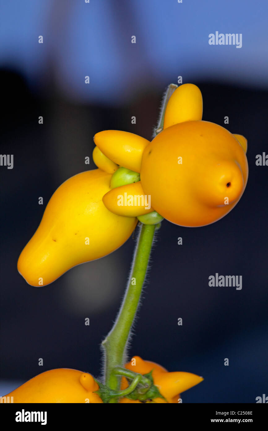 Cows udder plant hi-res stock photography and images - Alamy