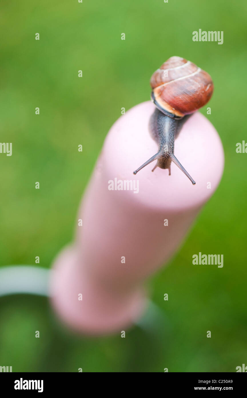 Small garden snail on a pink garden fork handle. UK Stock Photo - Alamy