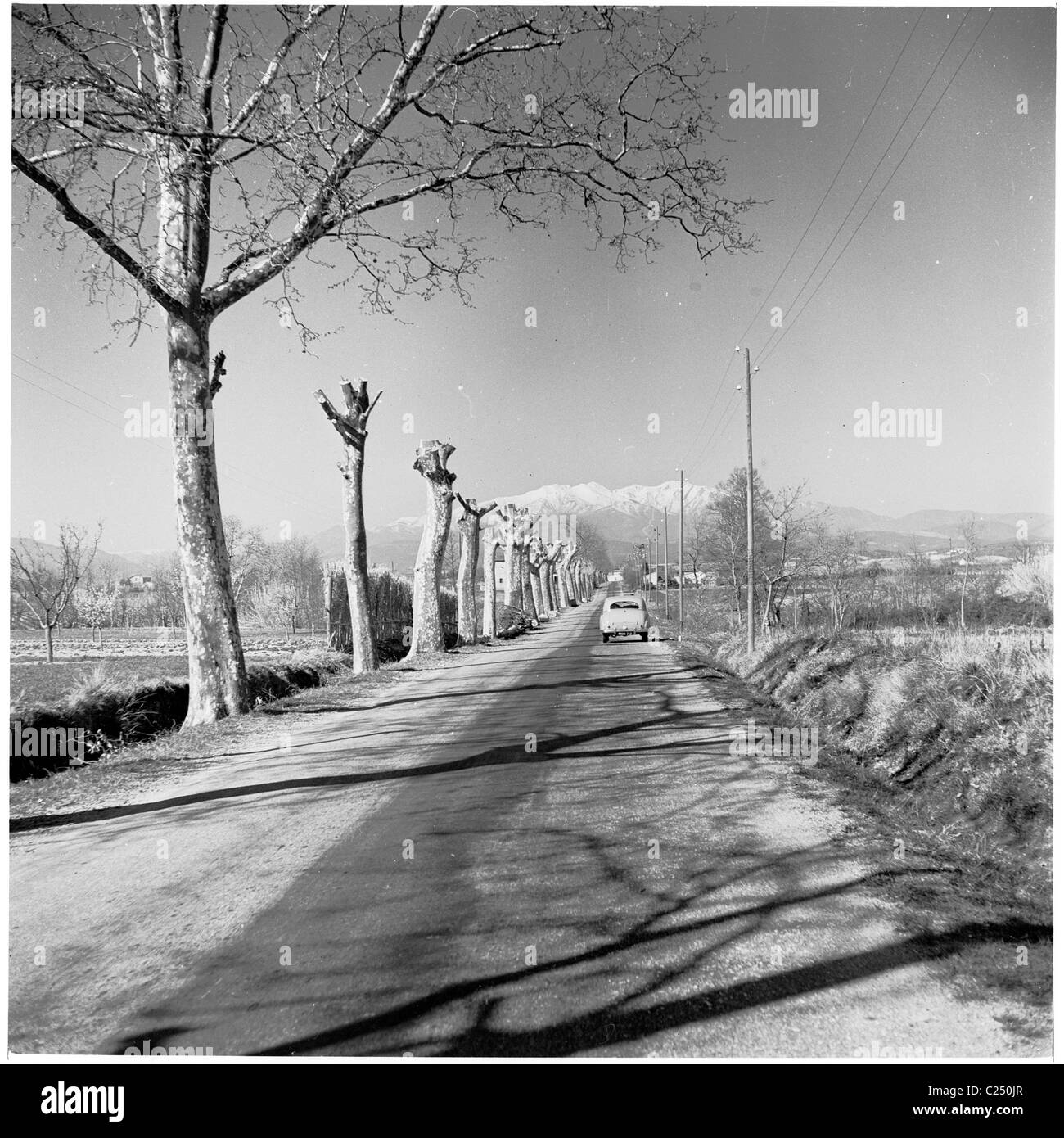 1950s, France. Car travels along an old, straight, tree-lined road ...