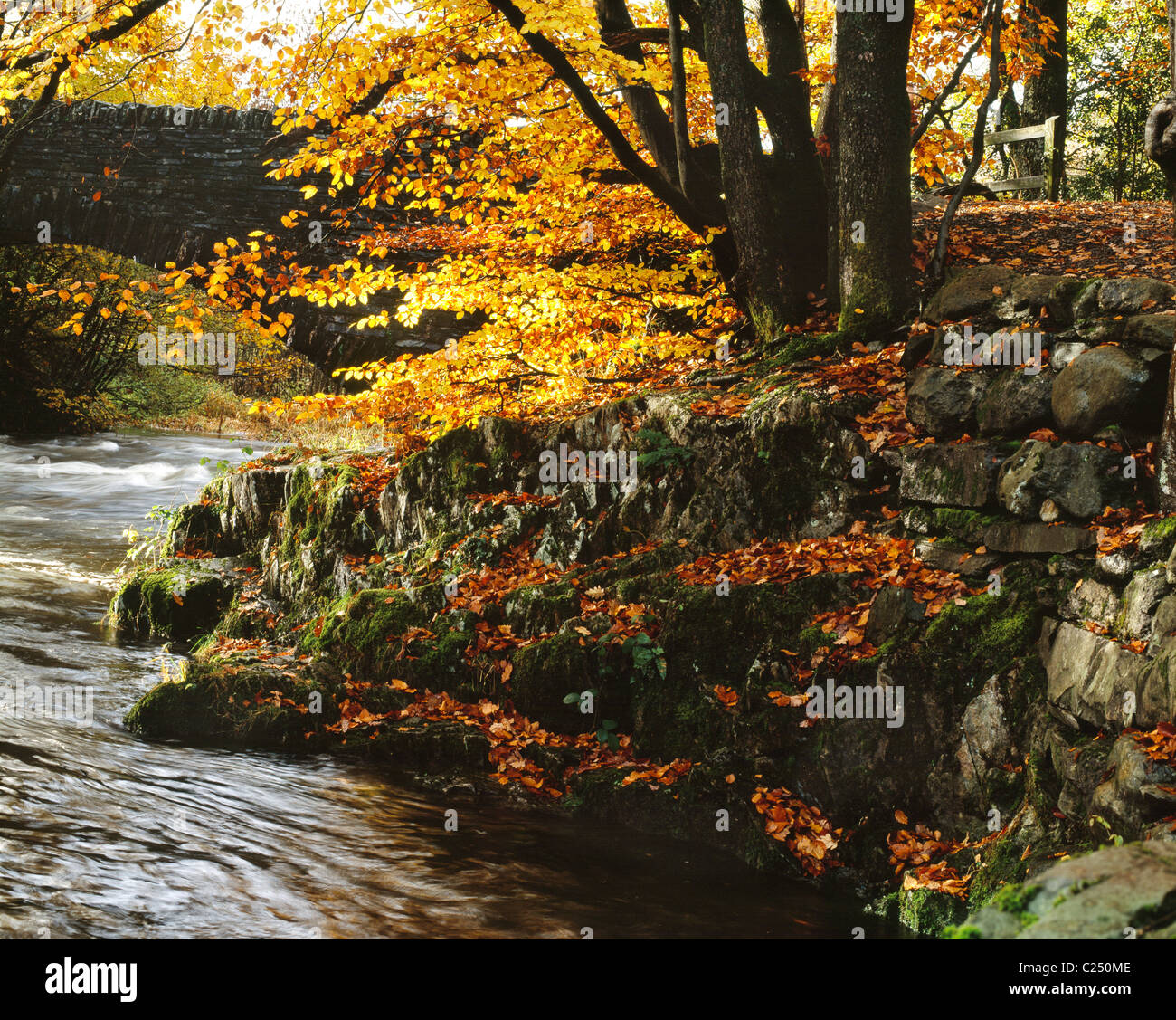 River Brathay, Clappersgate, Lake District, England. Autumn Stock Photo ...