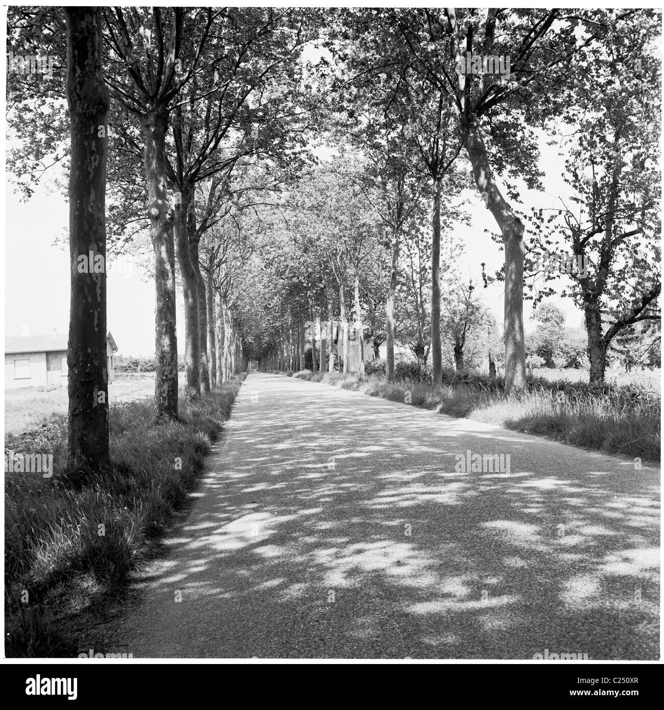 France,1950s. A bus makes it's way down a tree -lined french country ...