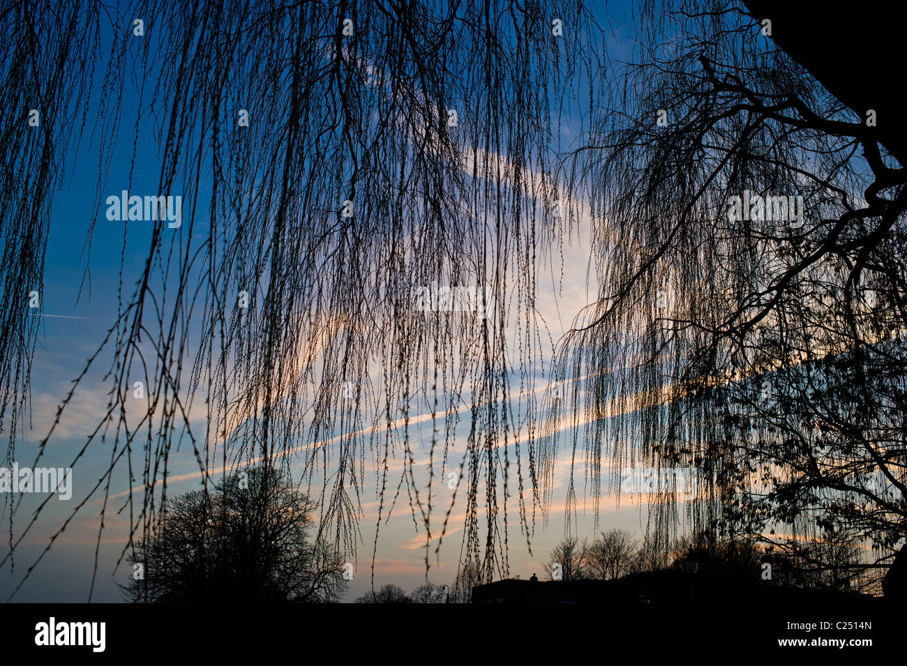 Airplane contrails and white clouds silhouette weeping willow tree ...