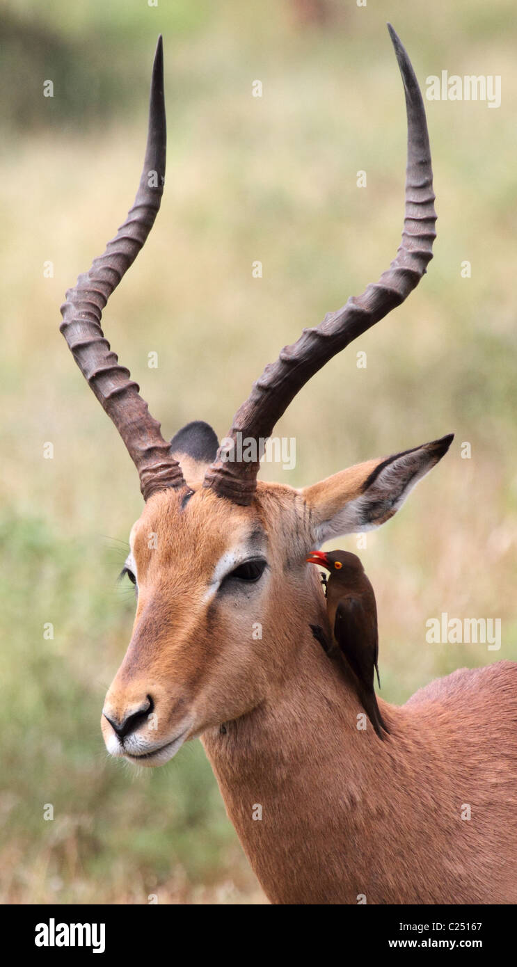 Impala bird hi-res stock photography and images - Alamy
