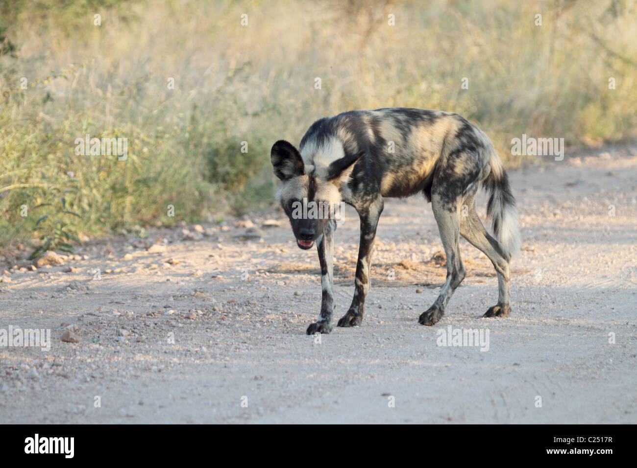 African wild dog on road Stock Photo - Alamy