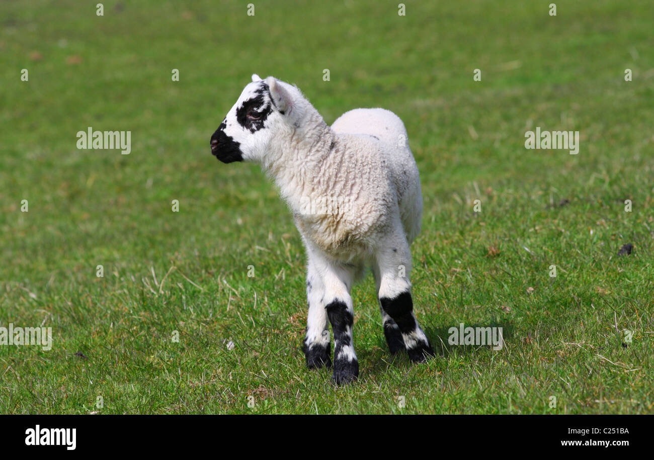 Wales Spring Lamb High Resolution Stock Photography and Images - Alamy