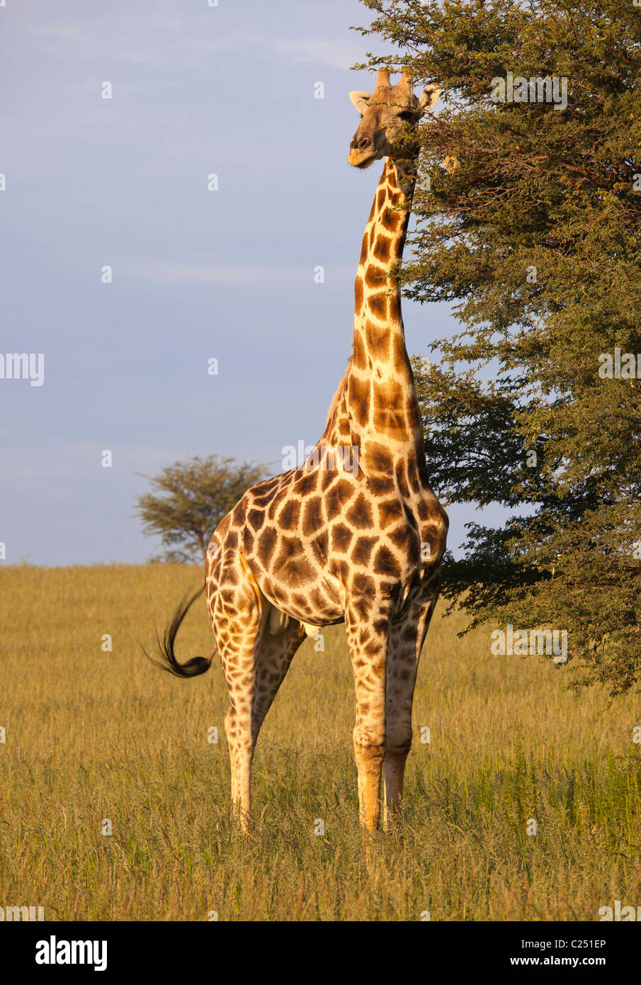 Giraffe browsing tree hi-res stock photography and images - Alamy