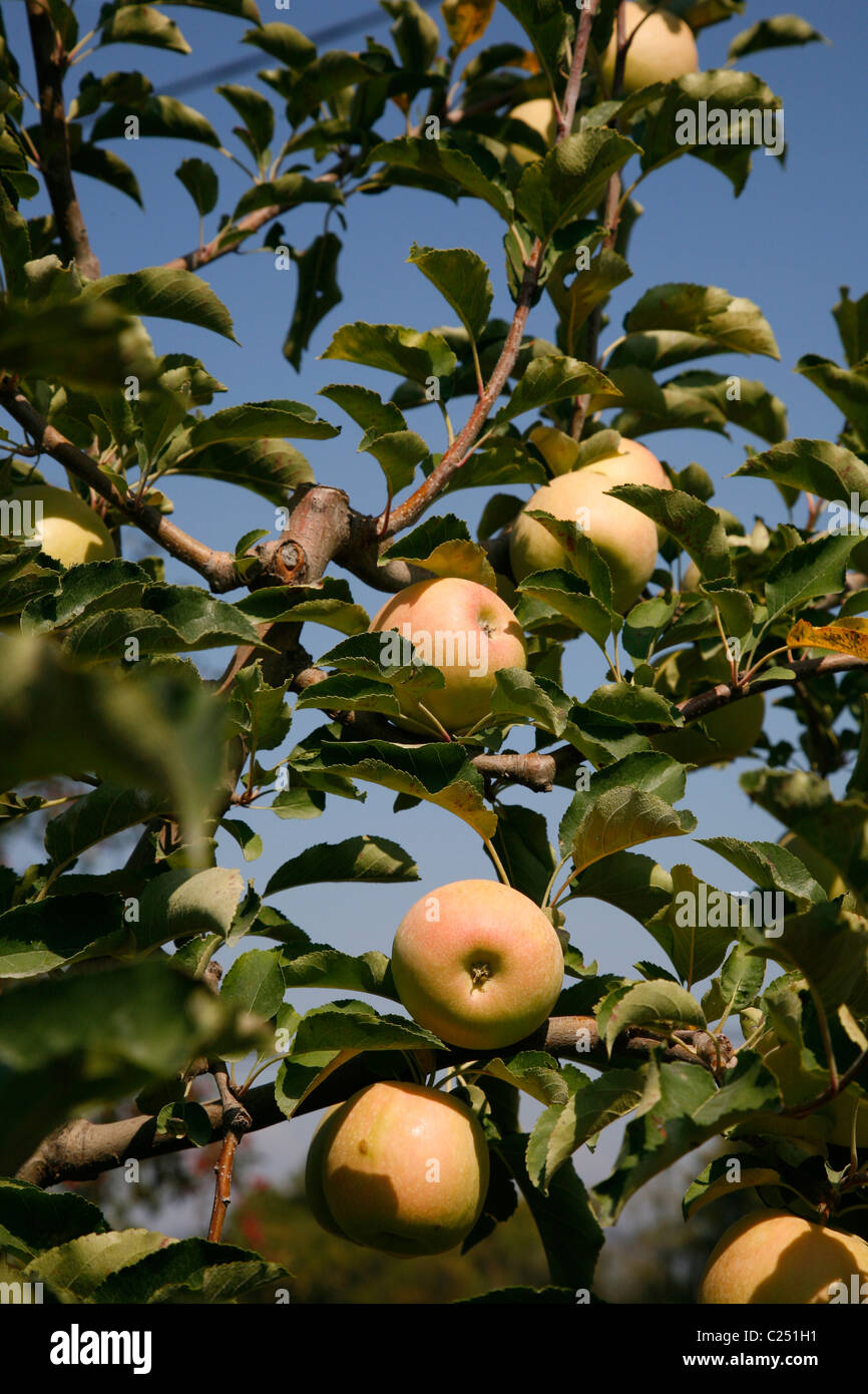 Apple trees in orchard near Cavaillon, Vaucluse, Provence, France Stock ...