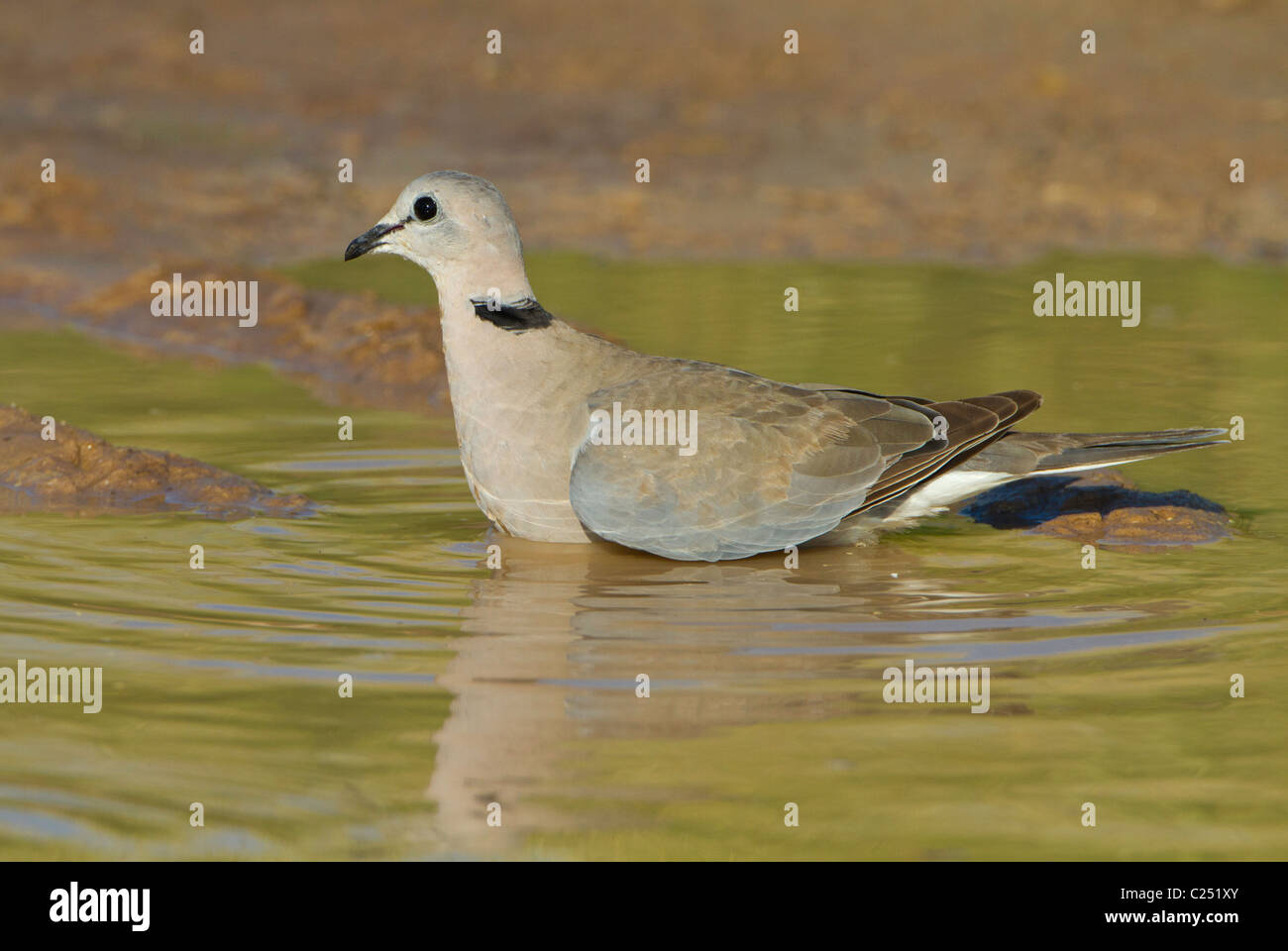 turtle dove drinking Stock Photo - Alamy