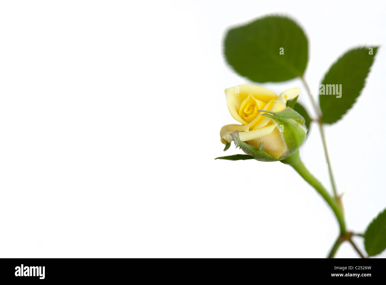 Yellow rose on white background Stock Photo - Alamy