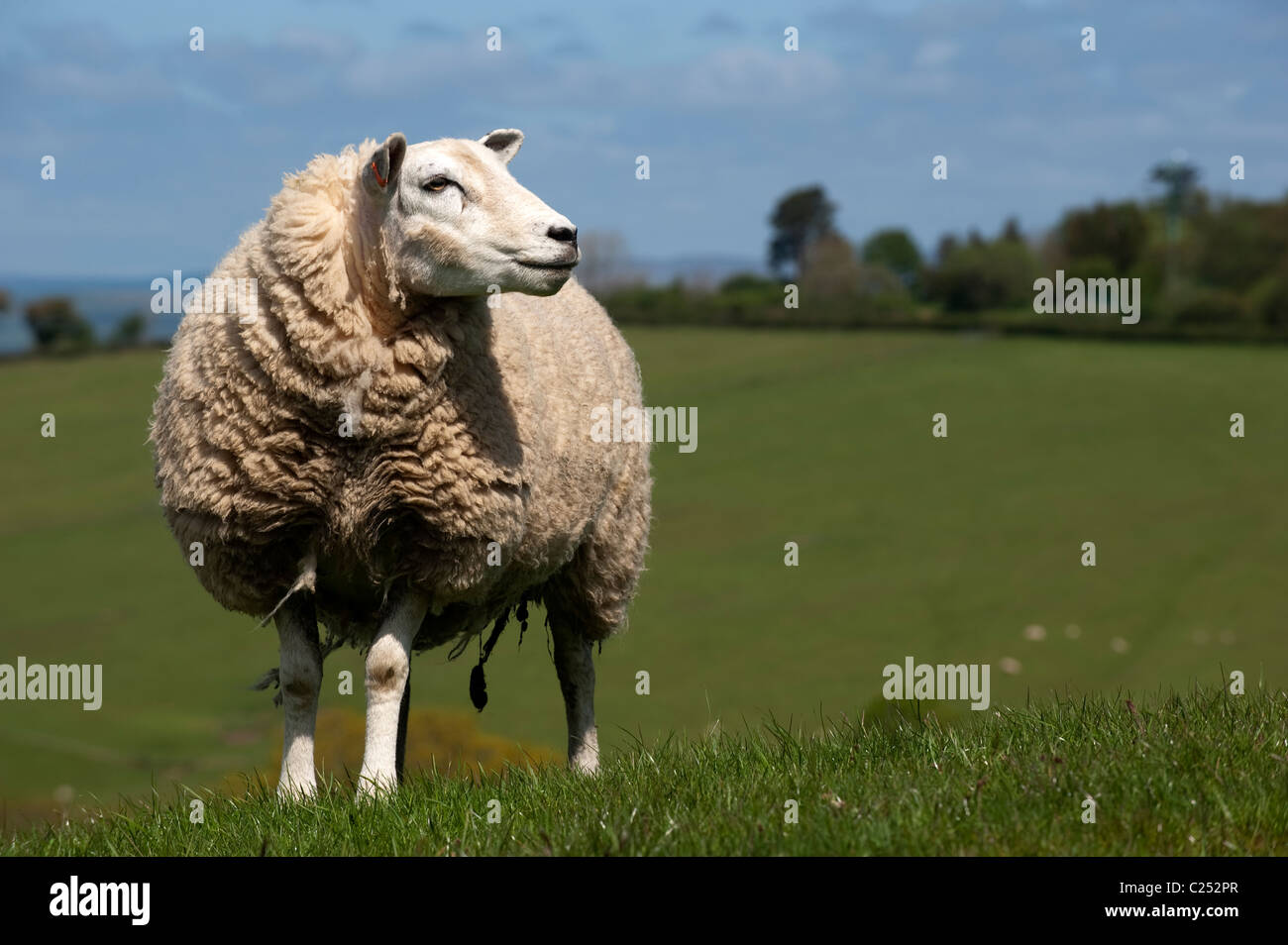 Crossbred sheep hi-res stock photography and images - Alamy