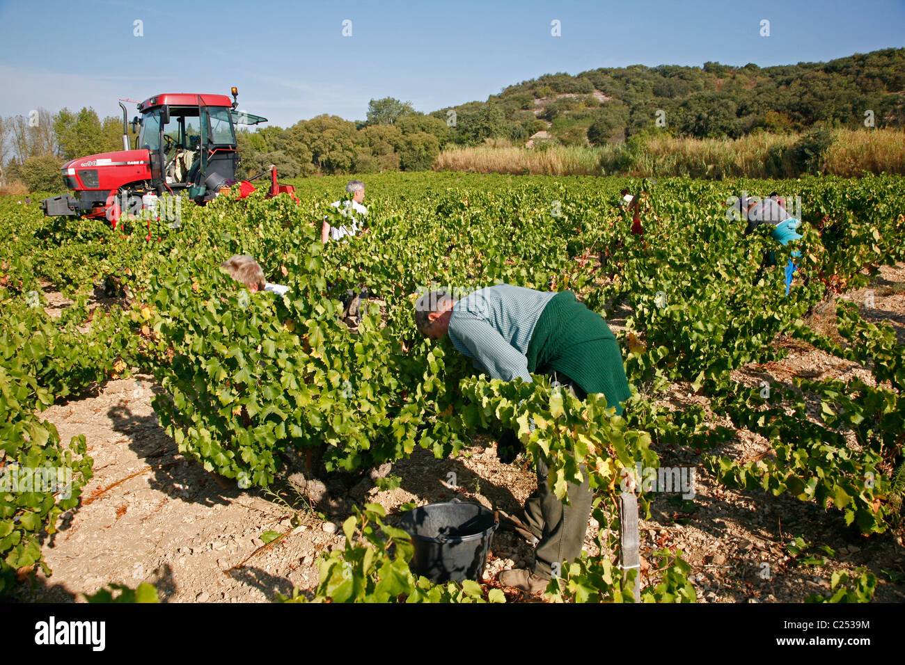 Grape harvest hi-res stock photography and images - Alamy