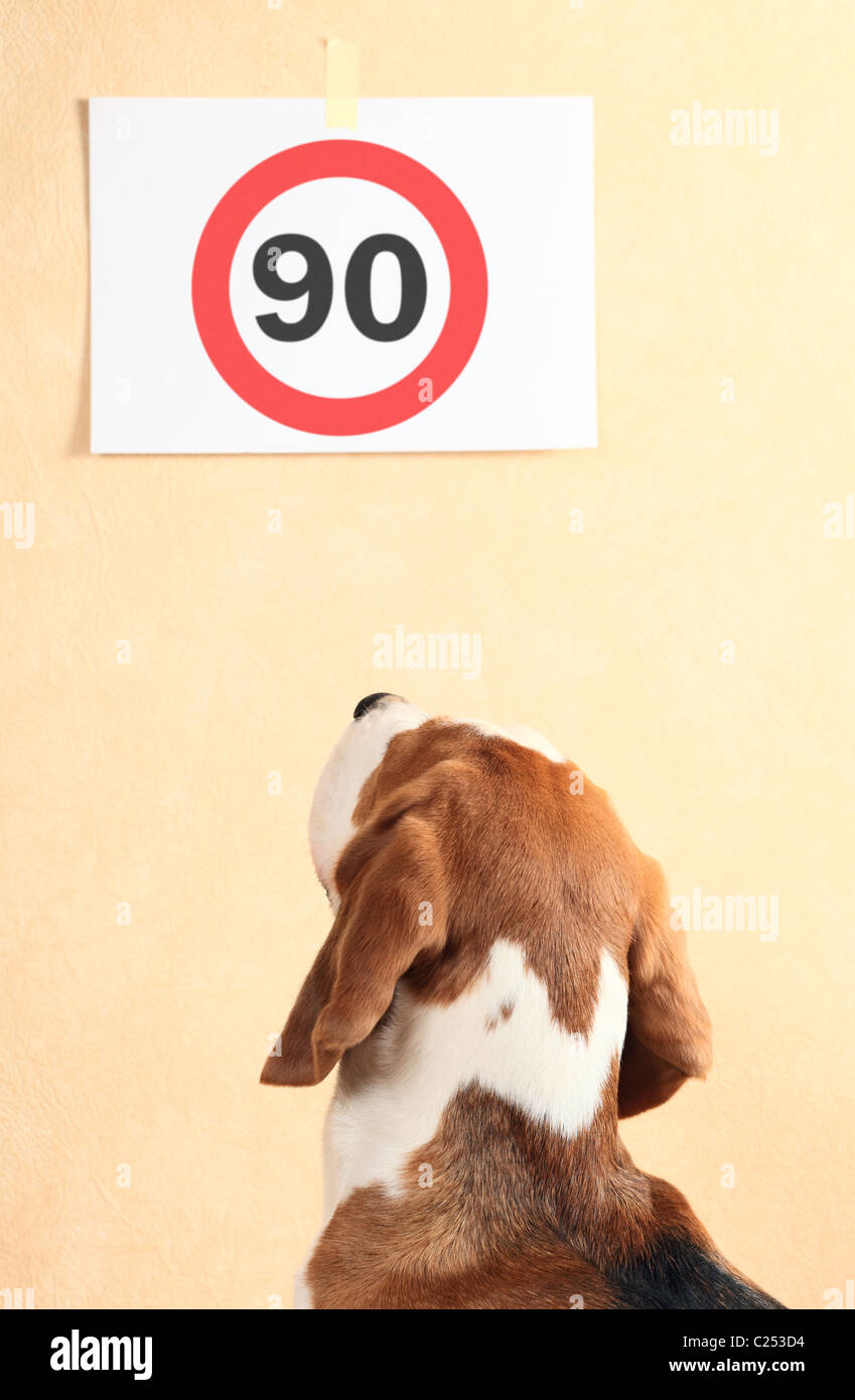 sign.focus on a dog head Stock Photo - Alamy