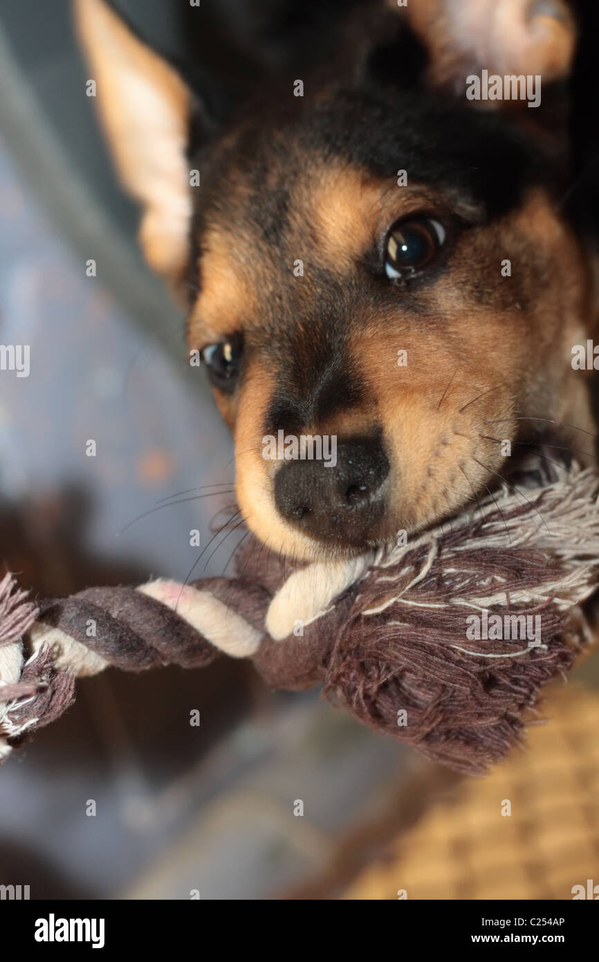 Cute Puppy is Biting its Toy Playfully Stock Photo - Alamy