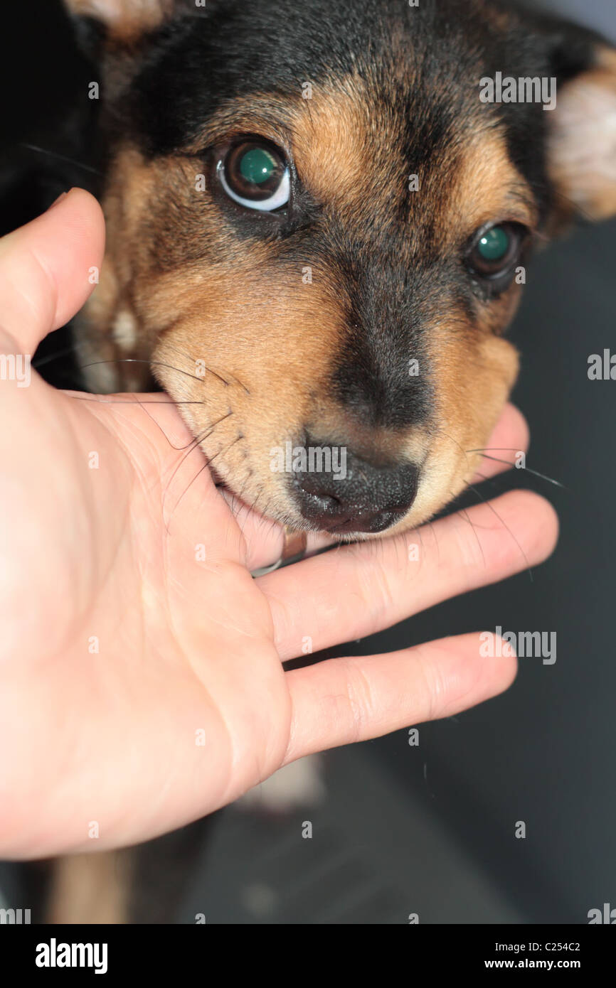 Shar Pei Dog Mix Rottweiler Bites my Finger Stock Photo - Alamy