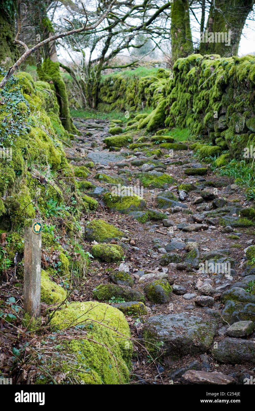 Moss on the pathway hi-res stock photography and images - Alamy