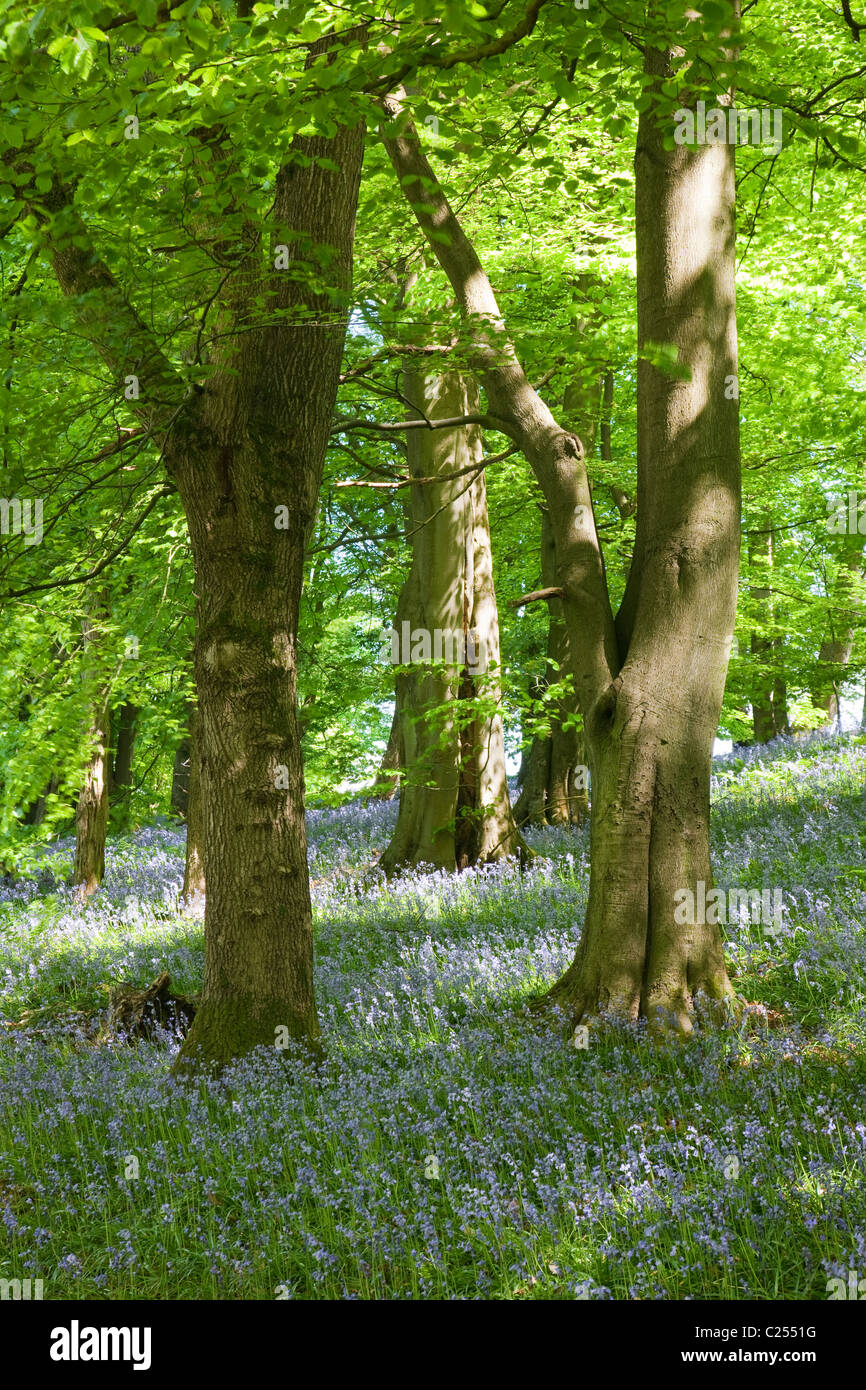 Bluebell in forest hi-res stock photography and images - Alamy