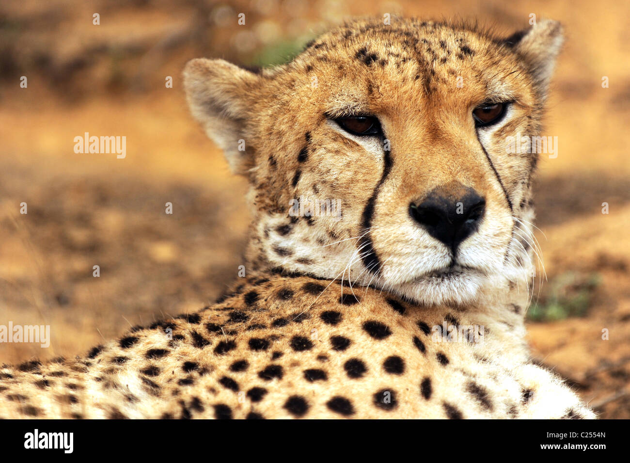 Cheetah Eyes
