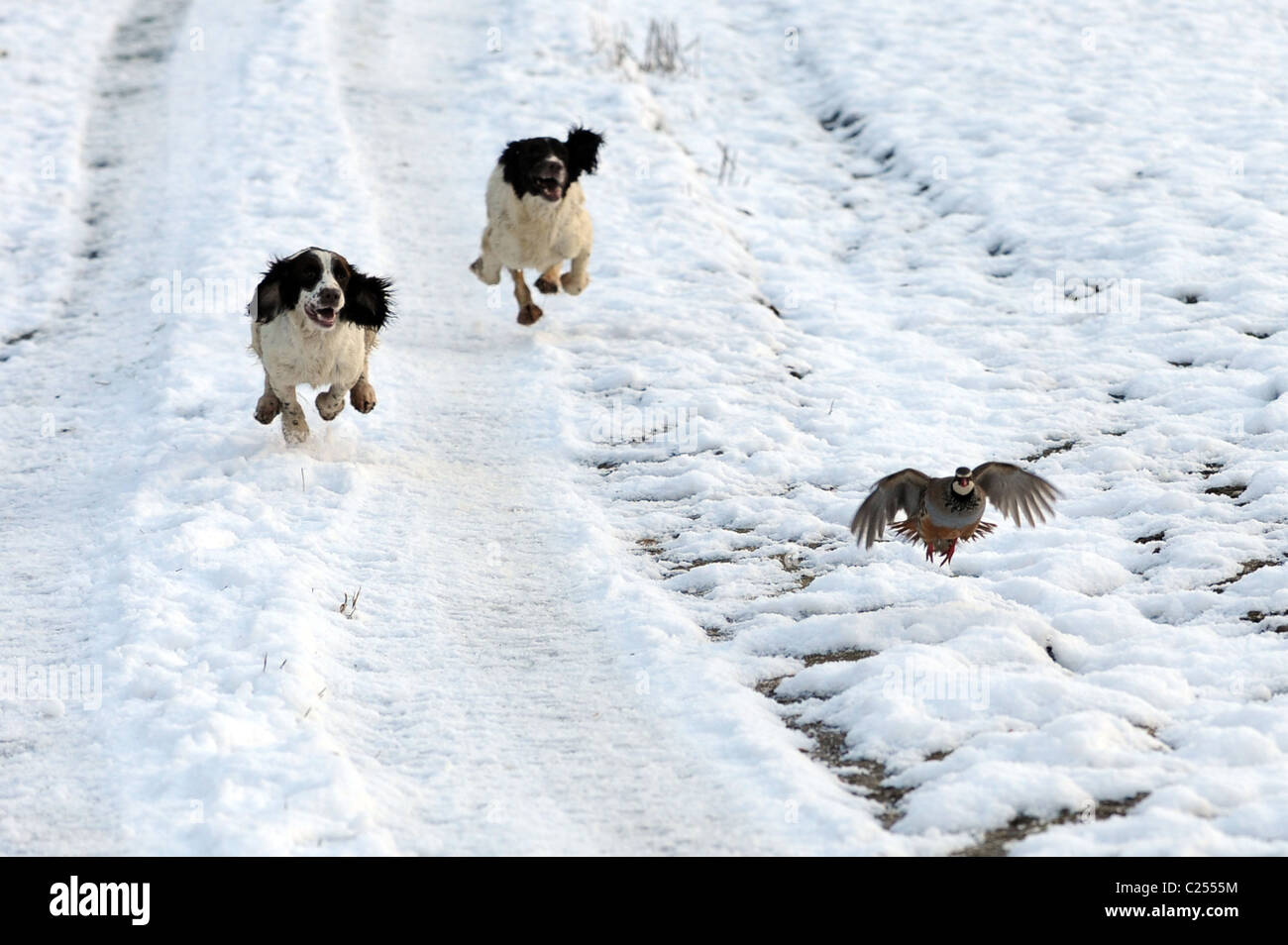 Dogs chasing hi-res stock photography and images - Alamy
