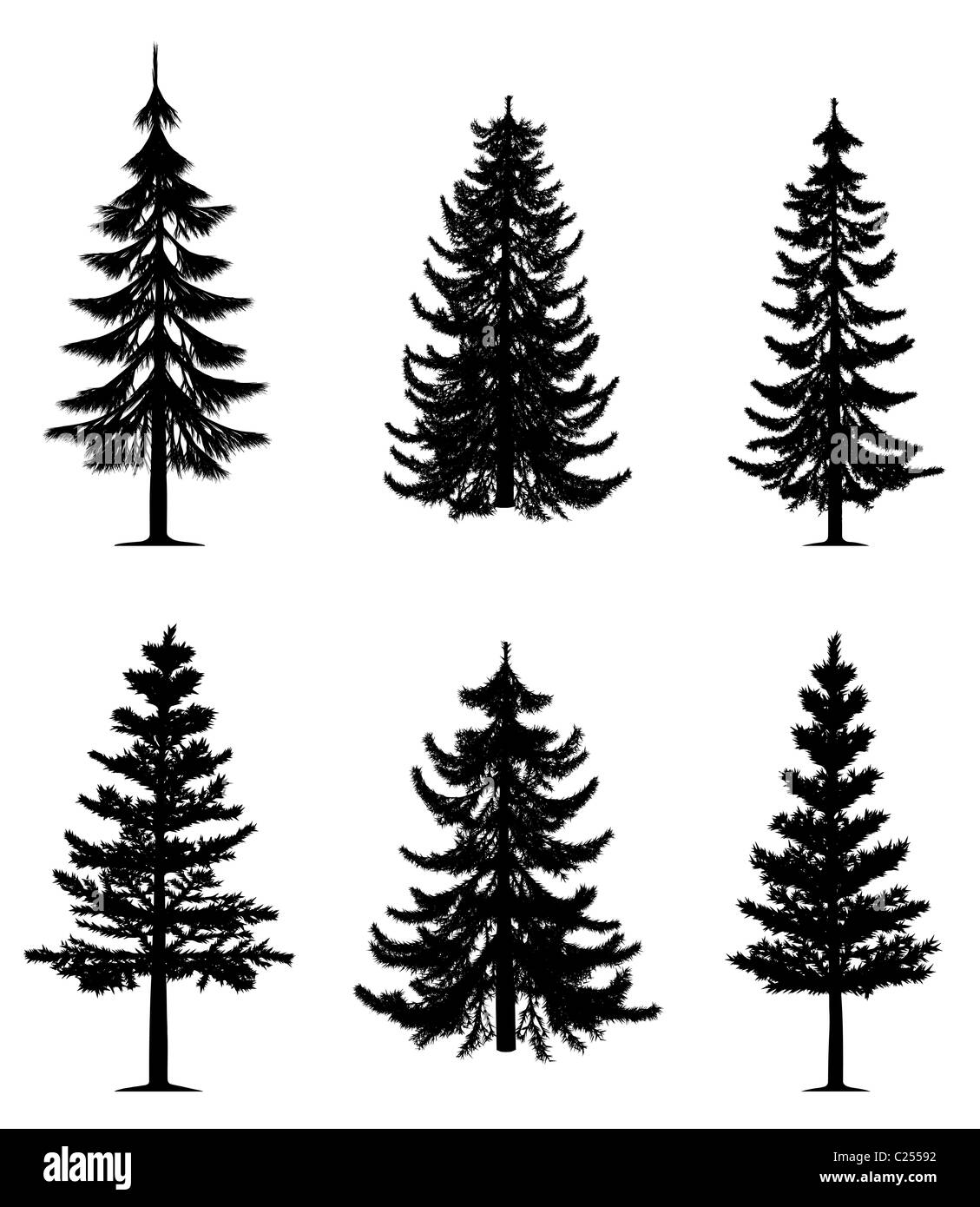 Pine trees collection Stock Photo - Alamy