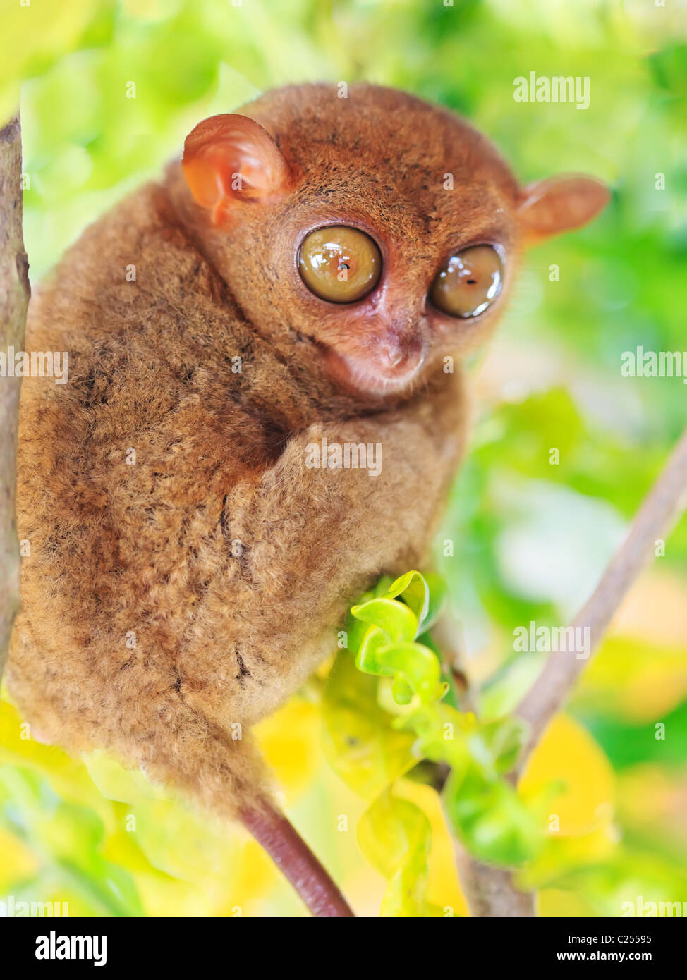 Funny Philippine tarsier (Tarsius syrichta). Bohol. Philippines Stock ...
