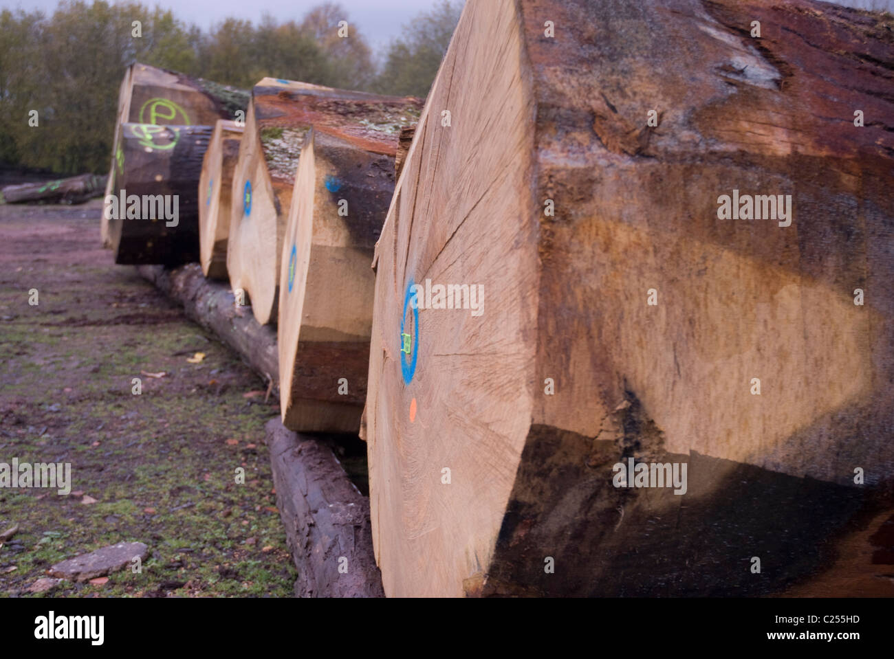 Felled oak tree trunks en-route to a saw mill Stock Photo - Alamy