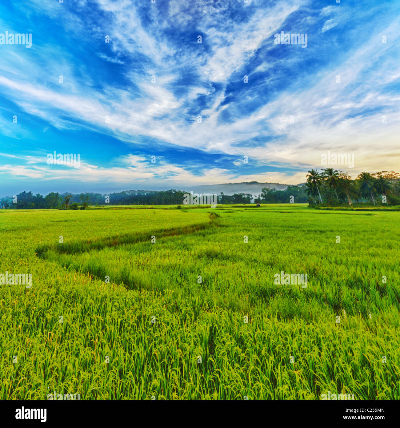 Panorama of the paddy rice field. Philippines Stock Photo - Alamy