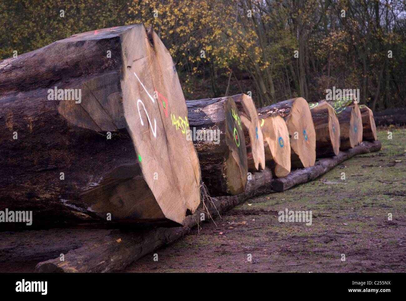 Felled oak tree trunks en-route to a saw mill Stock Photo - Alamy
