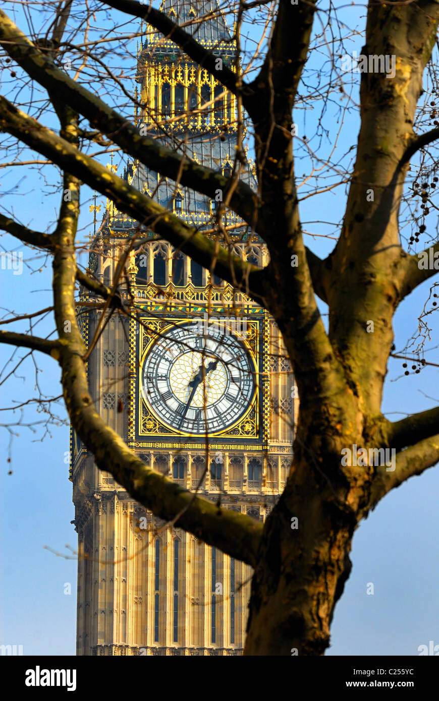 Big ben tree hi-res stock photography and images - Alamy
