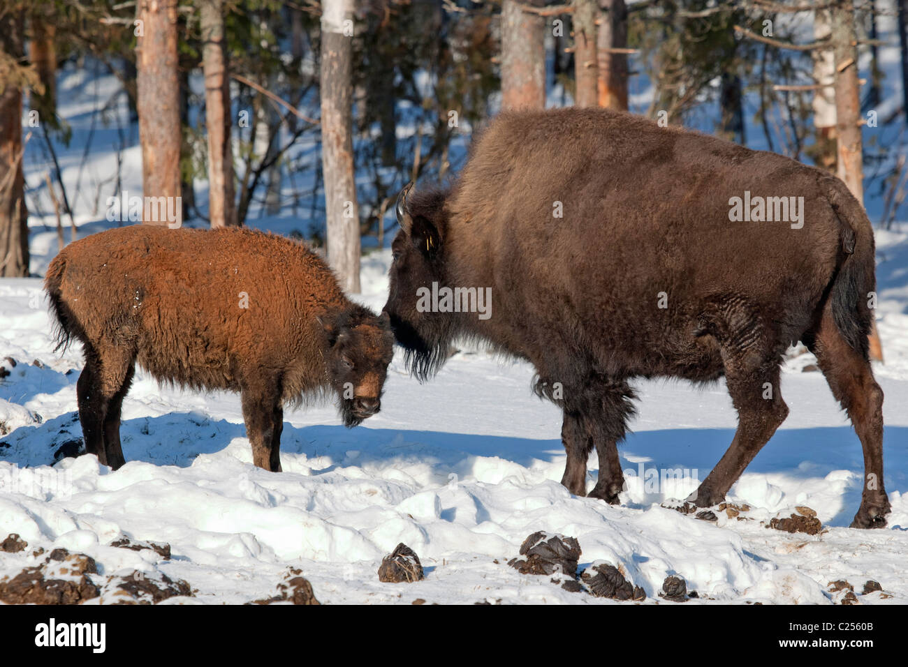 American bison calf and cow Stock Photo - Alamy