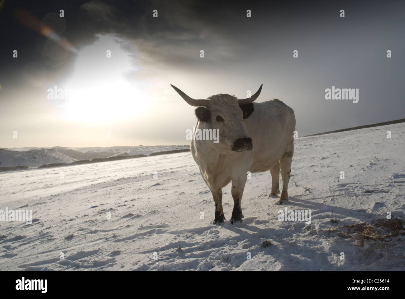 Peak district cow hi-res stock photography and images - Alamy