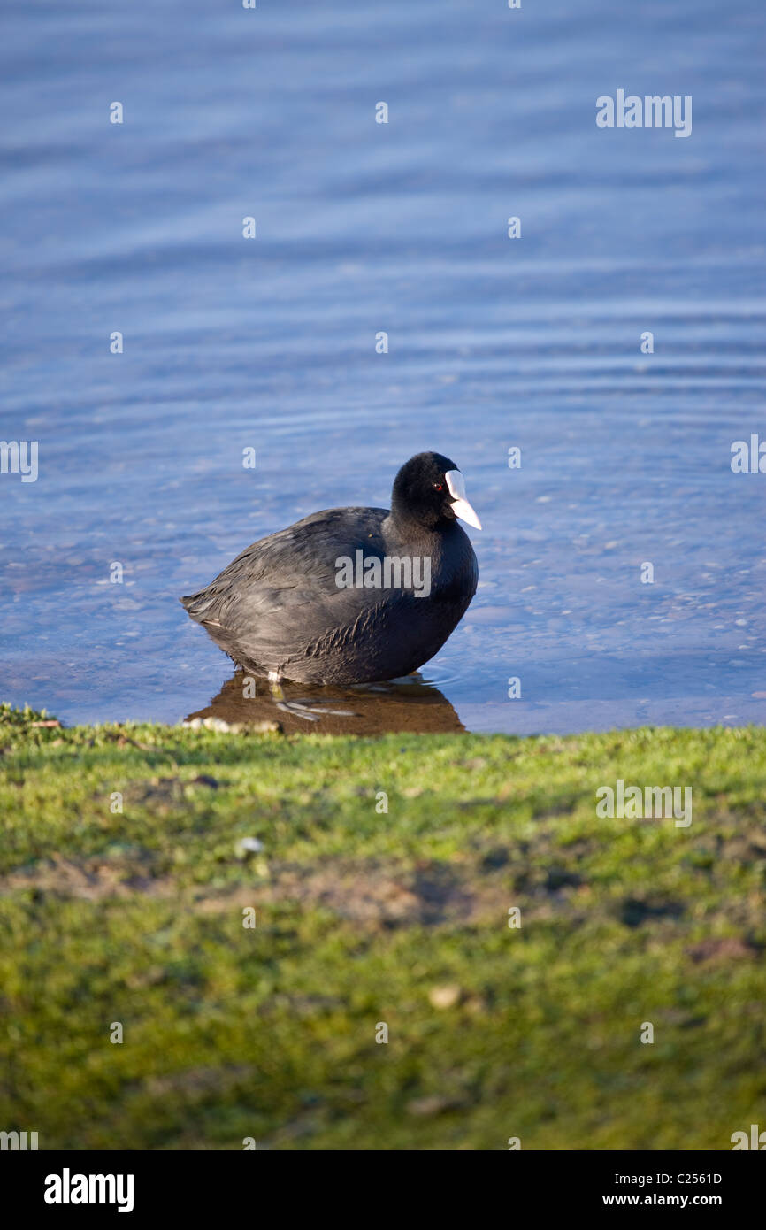 Coots on the lake at Daneshill Lakes Local Nature Reserve in Retford ...