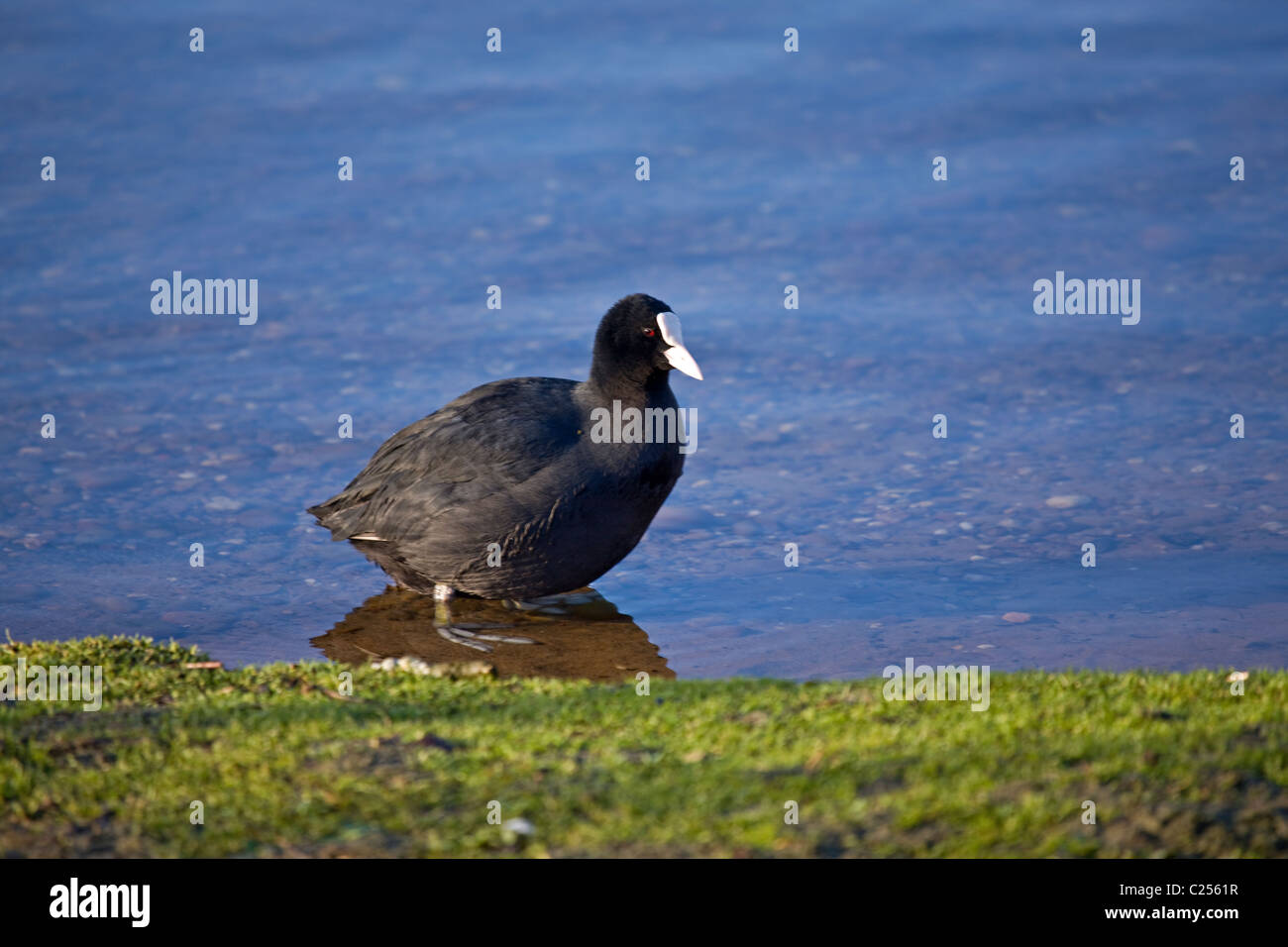 Coots on the lake at Daneshill Lakes Local Nature Reserve in Retford ...