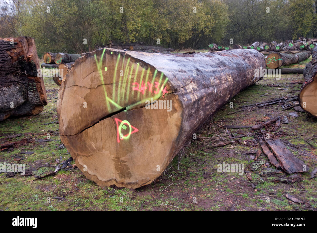 Felled oak tree trunks en-route to a saw mill Stock Photo - Alamy