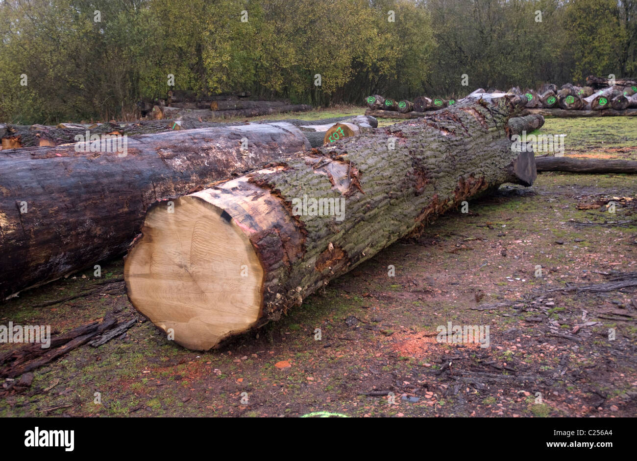 Felled oak tree trunks en-route to a saw mill Stock Photo - Alamy