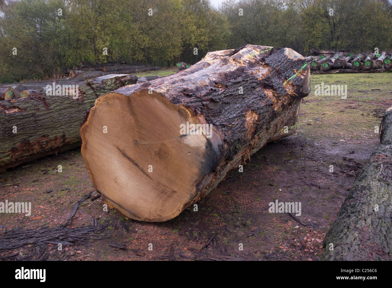 Felled oak tree trunks en-route to a saw mill Stock Photo - Alamy