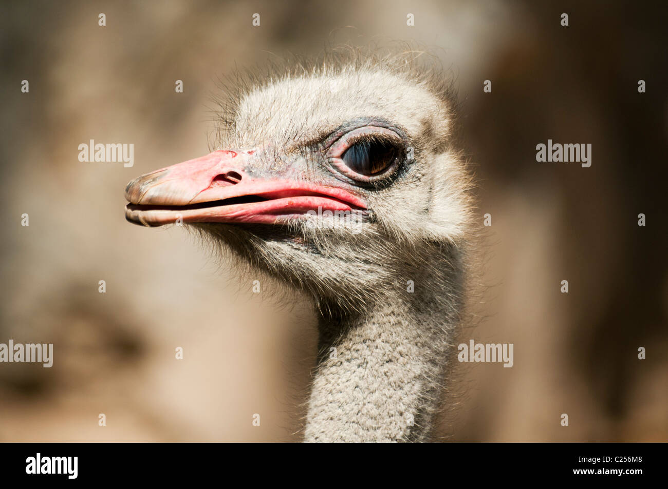 Ostrich (struthio camelus Stock Photo - Alamy