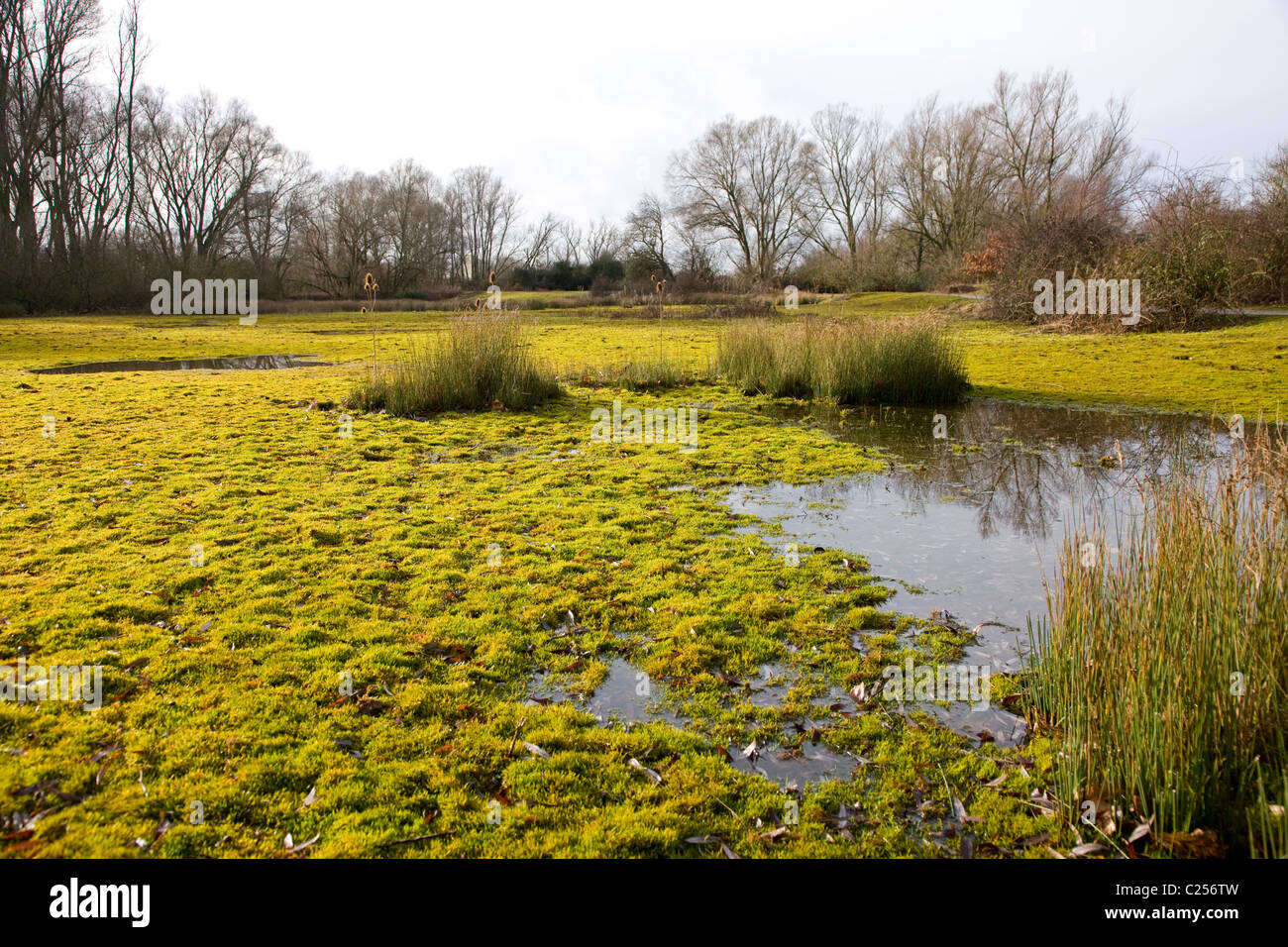 Pits hi-res stock photography and images - Alamy