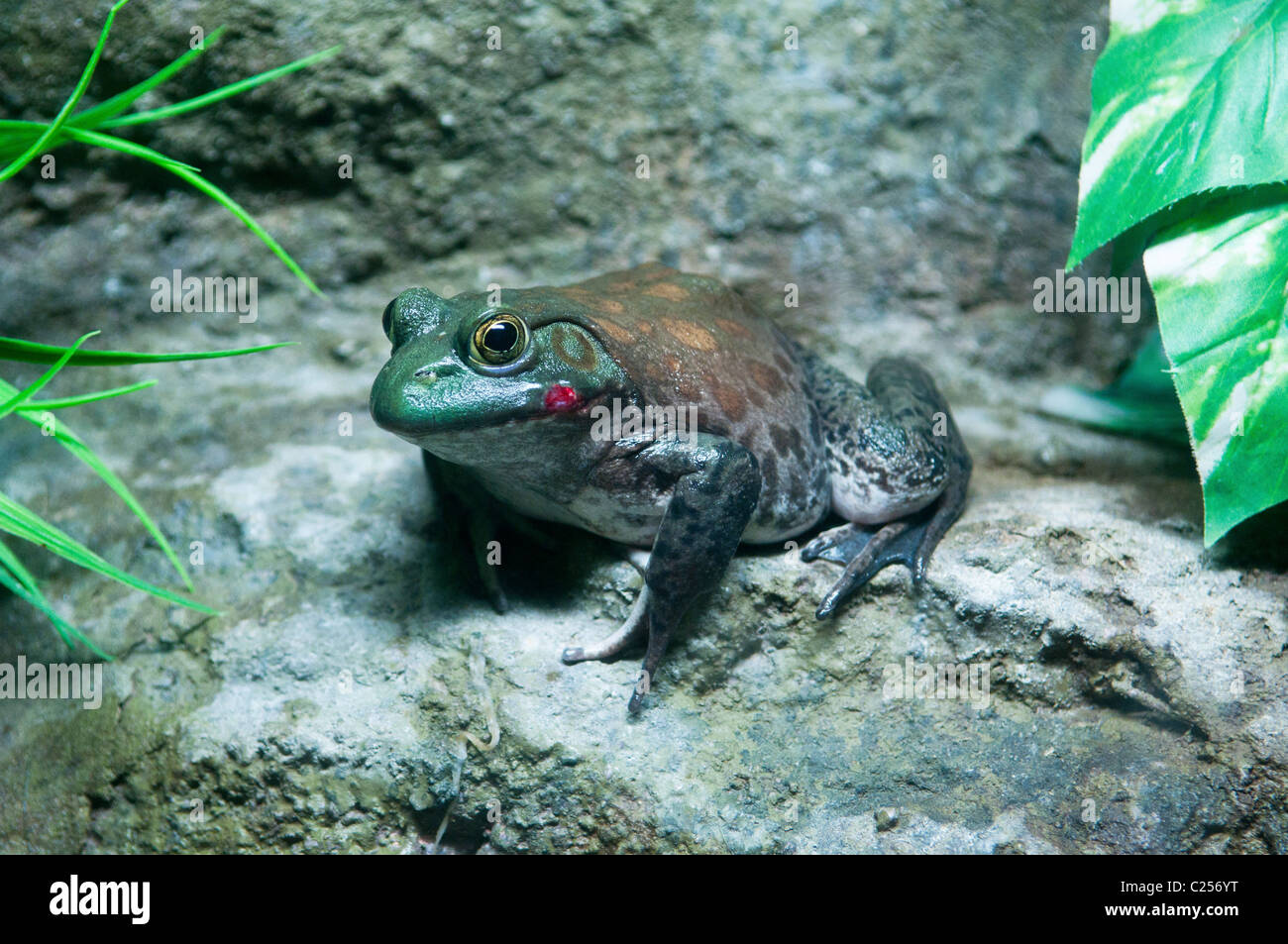 toad at the Chiang Mai Zoo Aquarium in Thailand Stock Photo - Alamy